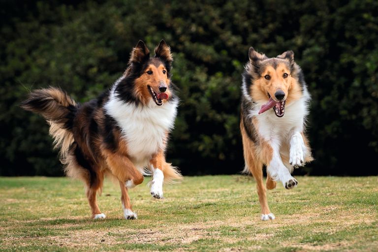 Rough collies: The dogs made famous by Lassie that are hardy, clever, agile, and 'good for the ...