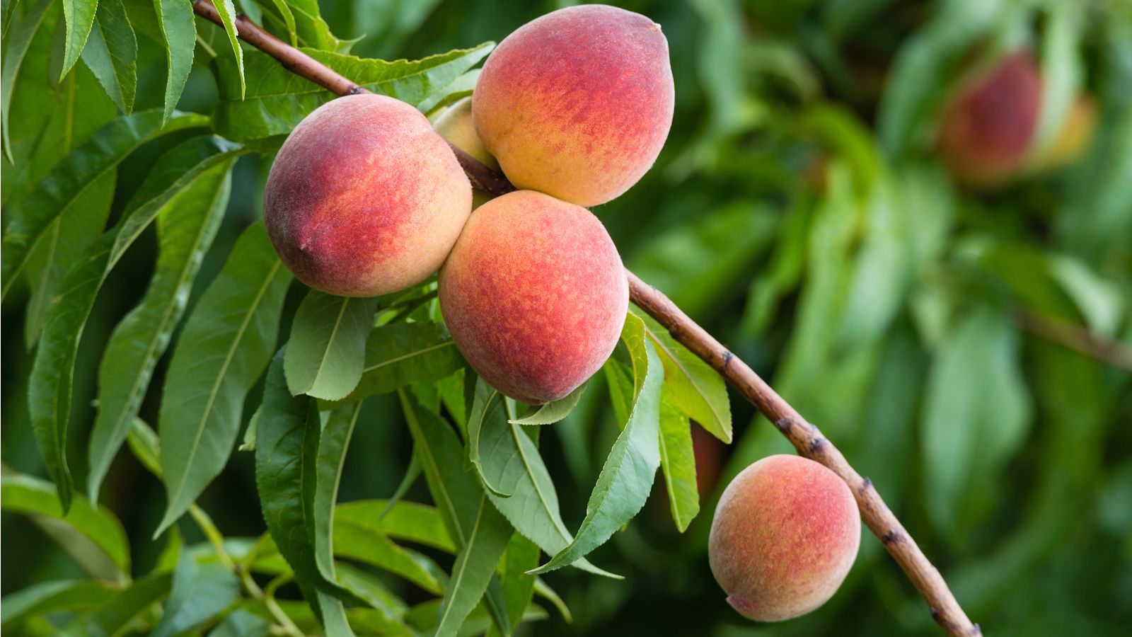 How to grow and care for peach trees: 3 expert tips