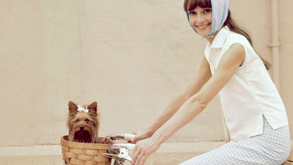 15 famous dogs (historic and current) you should know about | PetsRadar