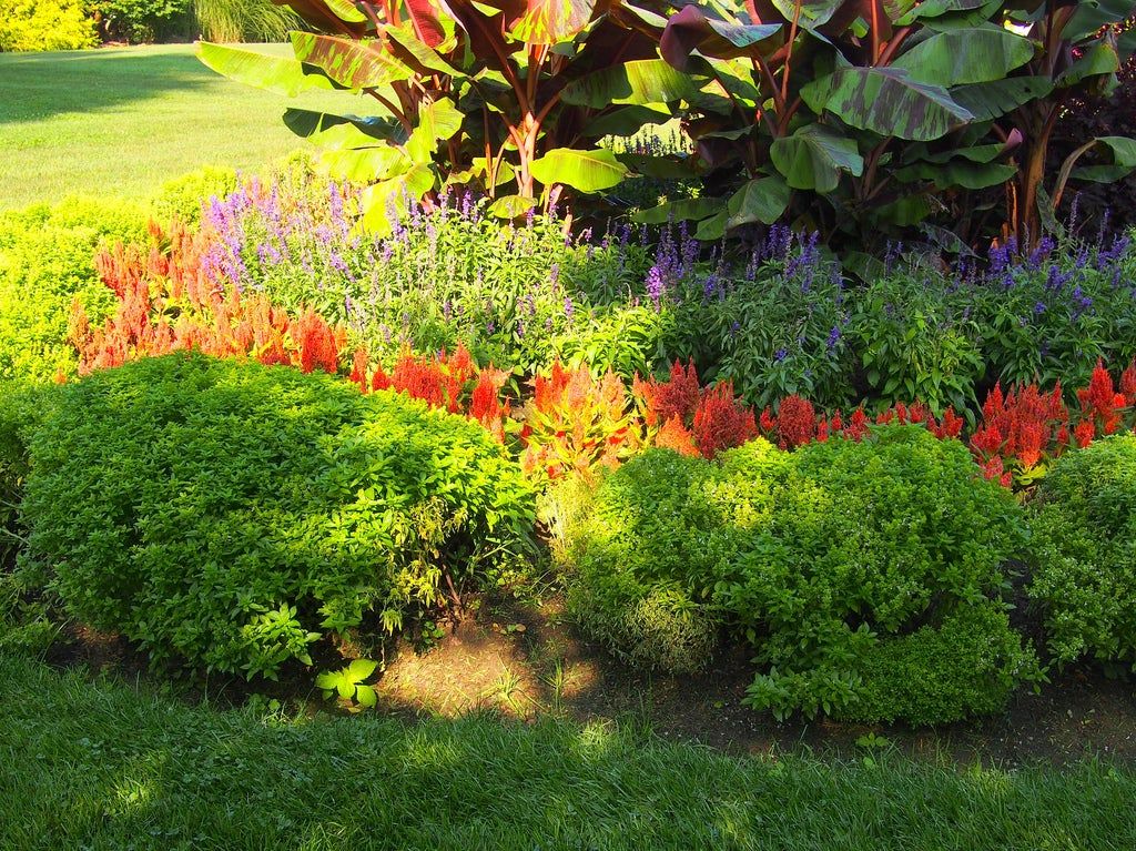 What Is Minette Basil: Learn About Basil ‘Minette’ Growing And Care ...