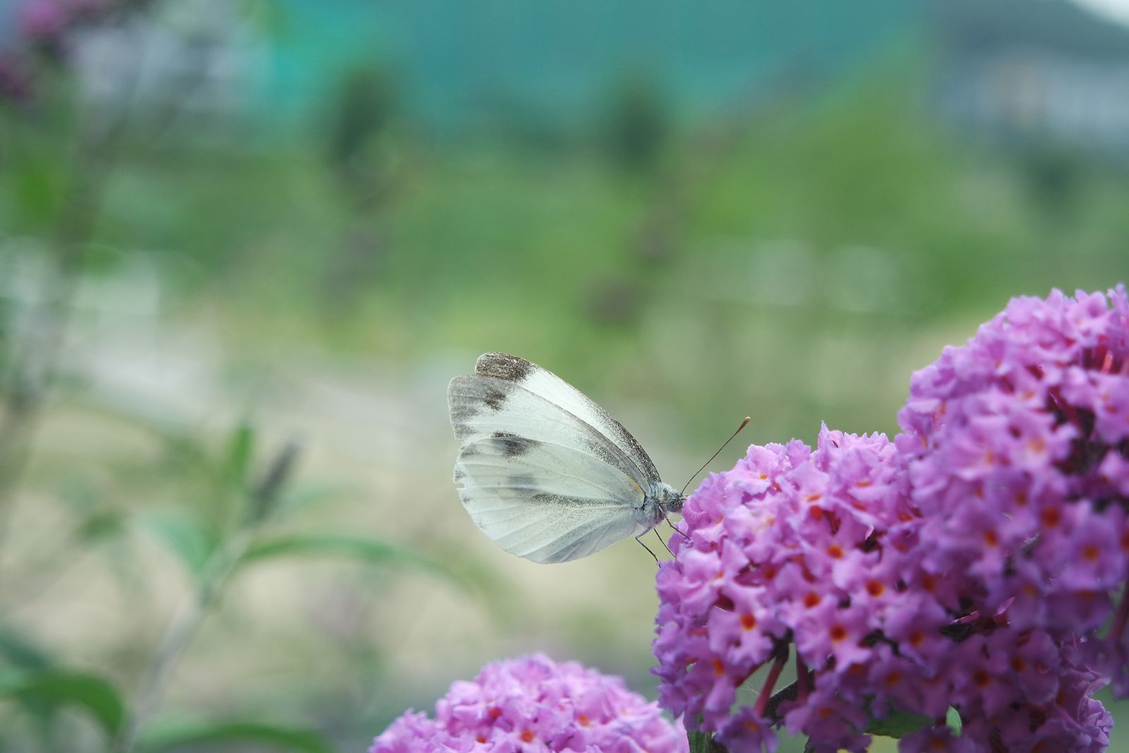 How to prune buddleia: the best methods | Homes and Gardens