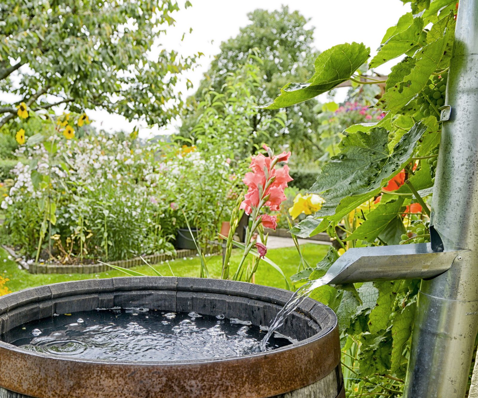 4 ways to reduce surface water run-off in your yard | Homes and Gardens