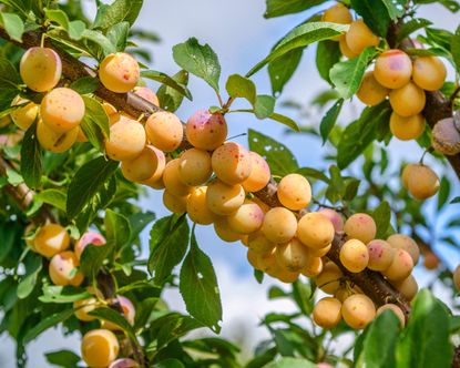 How to prune a plum tree: easy steps to keep cordon, bush or pyramid ...