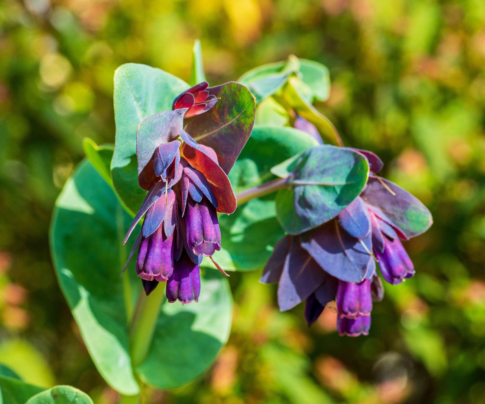 9 flower seeds to plant in February - plus sowing tips | Homes and Gardens