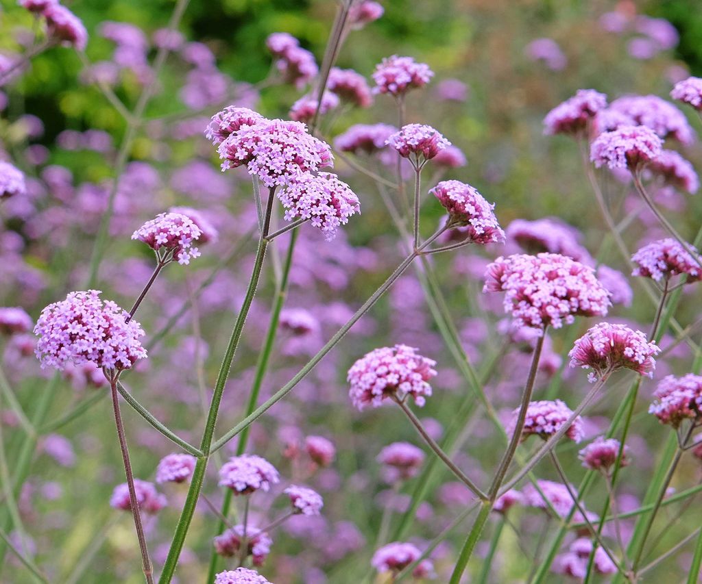 Verbena varieties: 5 of our top choices | Homes and Gardens
