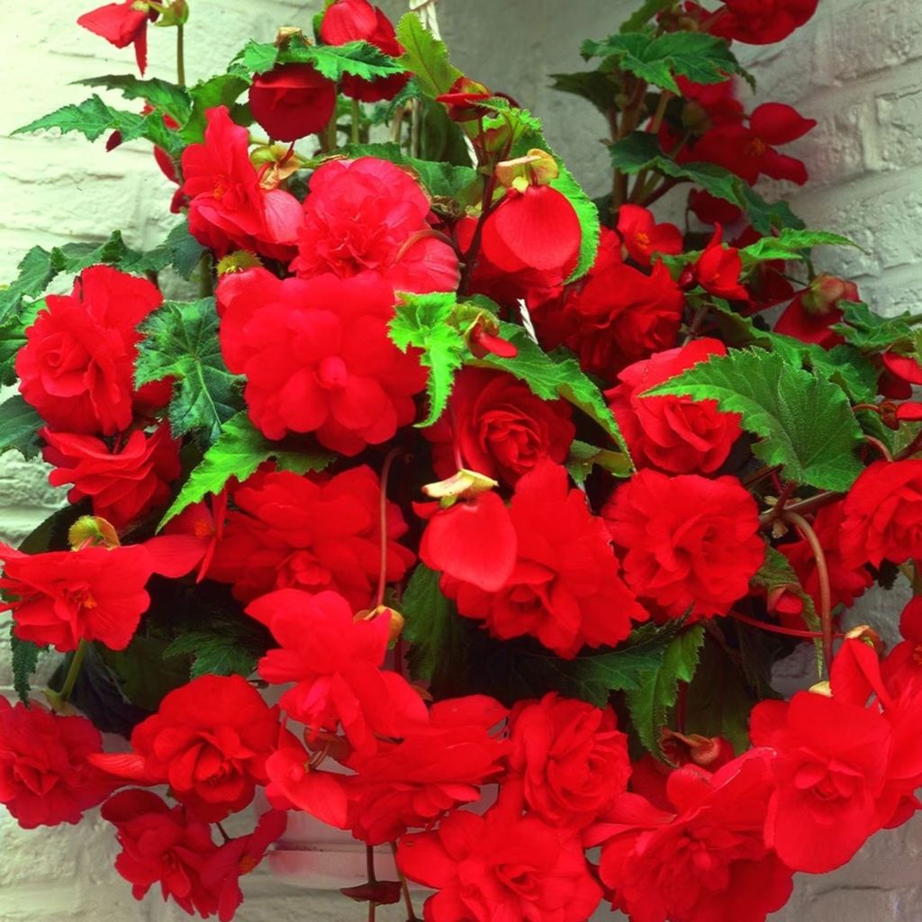 How to grow begonias from tubers – an expert guide | Ideal Home