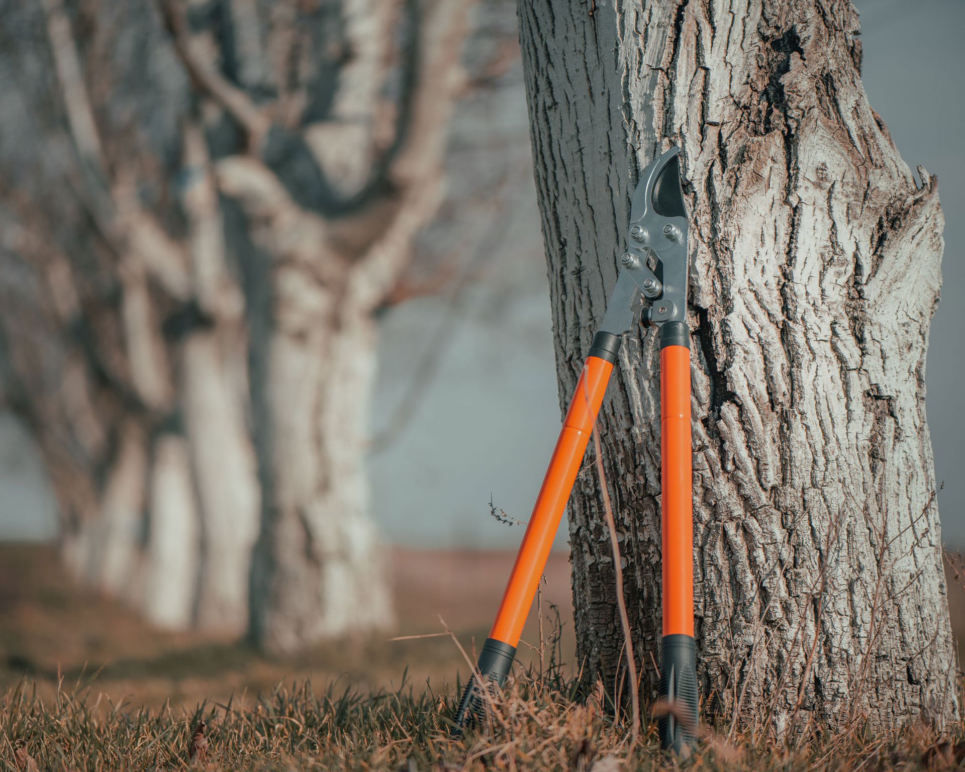 Best loppers 2022: trim back unruly branches with these top buys ...