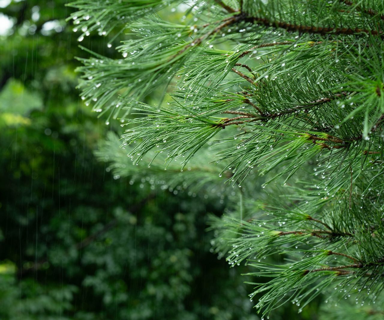 Best shade-tolerant trees to plant this spring | Homes and Gardens