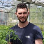 How to grow courgettes vertically - a simple step-by-step | Ideal Home