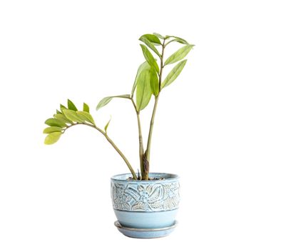 Best lime green houseplants: five on-trend varieties | Homes and Gardens