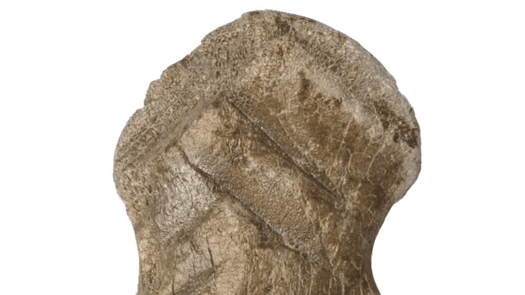 Researchers say ancient bone carving suggests Neanderthals could make ...