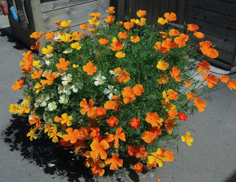 Container Grown Poppies – Tips On Growing Poppy Flowers In A Pot ...