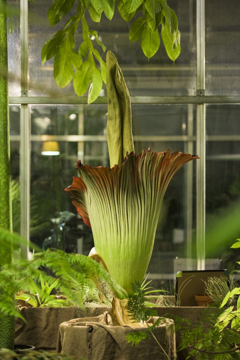 Photos: Stinky 'Corpse Flower' Blooms | Live Science
