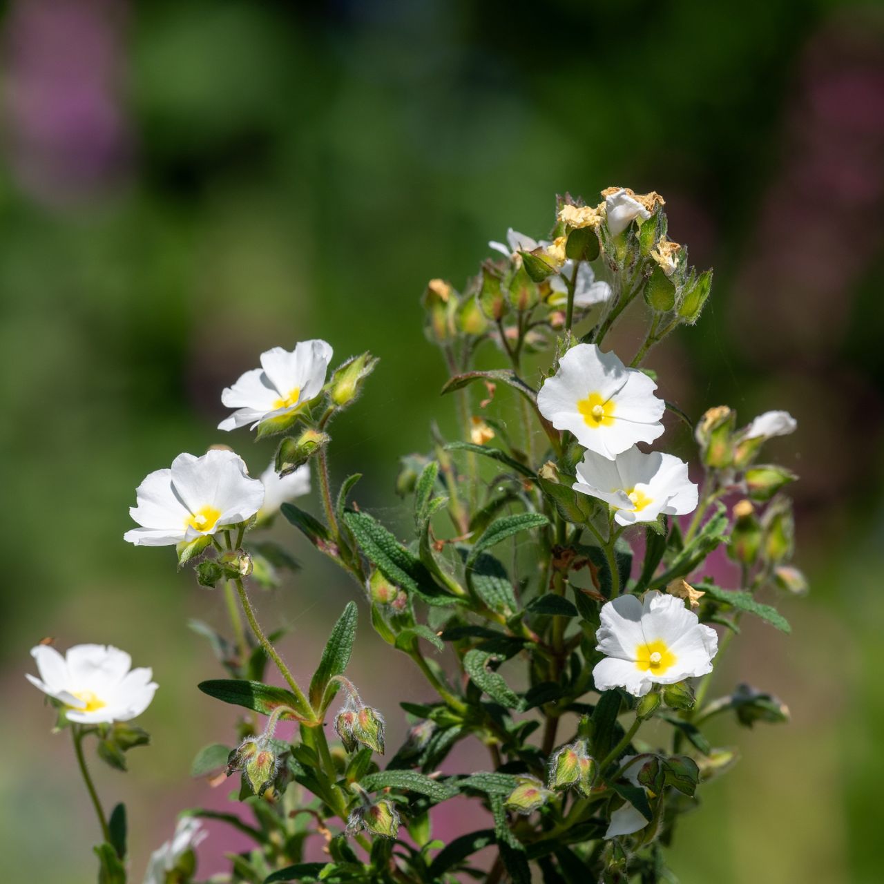 How to grow rock roses - expert growing tips | Ideal Home