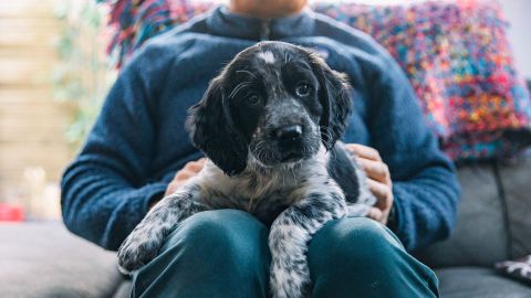 32 things to love about Cocker Spaniels | PetsRadar