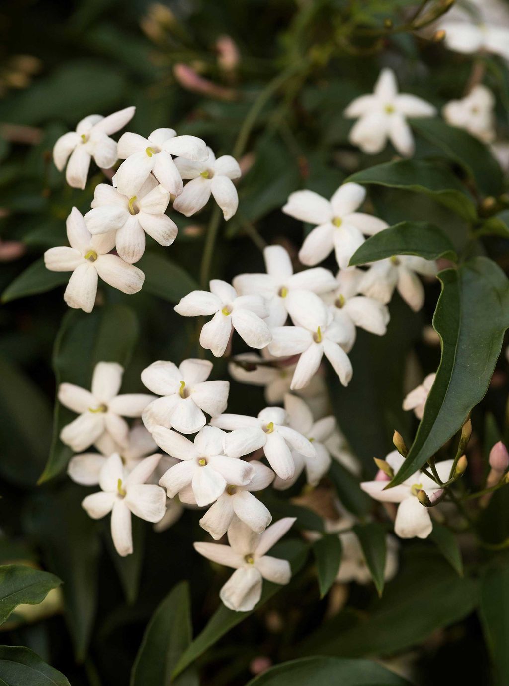 How to grow jasmine: expert tips on growing this scented climber ...