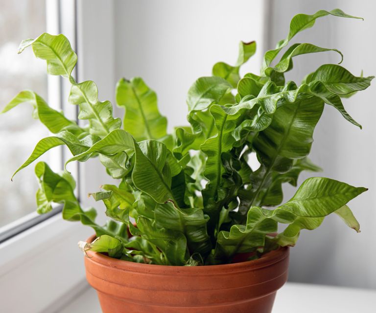 10 of the most underrated houseplants | Homes and Gardens
