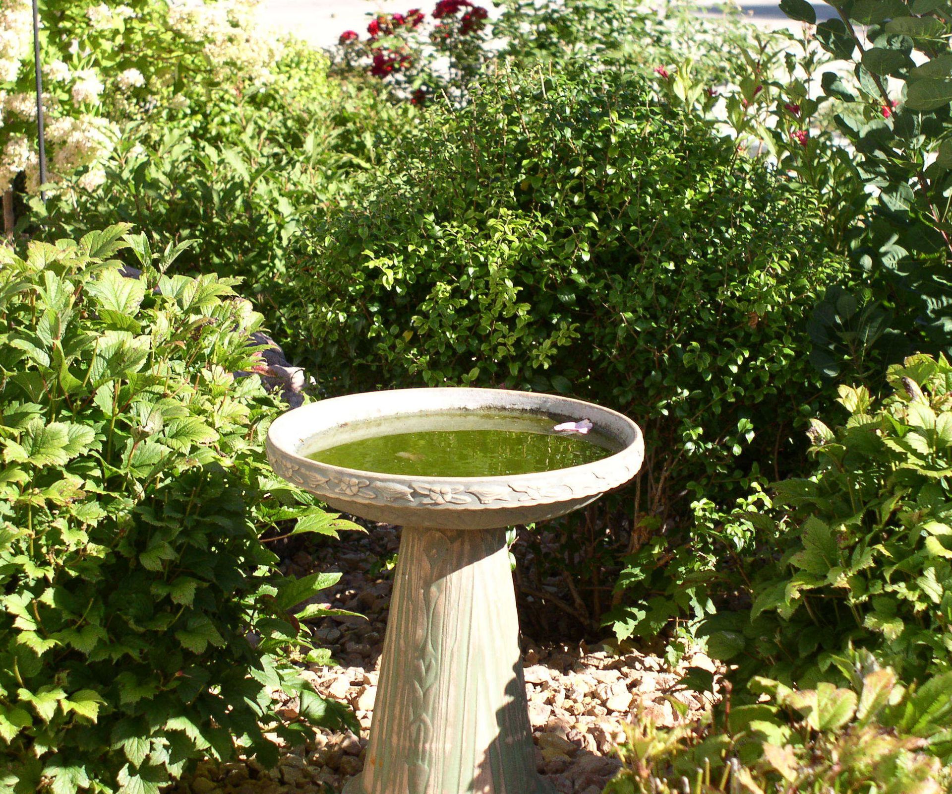 3 Reasons Birds Don’t Visit A Bird Bath + Bird Bath Ideas | Gardening ...