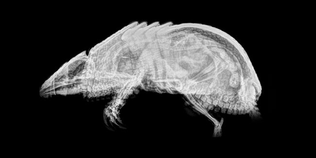 In Photos: Eerie Zoo Animal Skeletons, in X-Rays | Live Science
