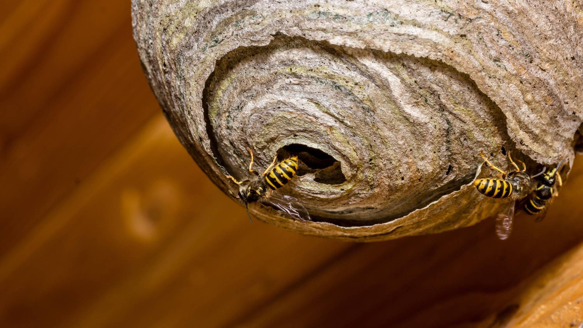 Easy Ways Wasp-Proof Your Porch In Spring Before They Nest | Gardening ...