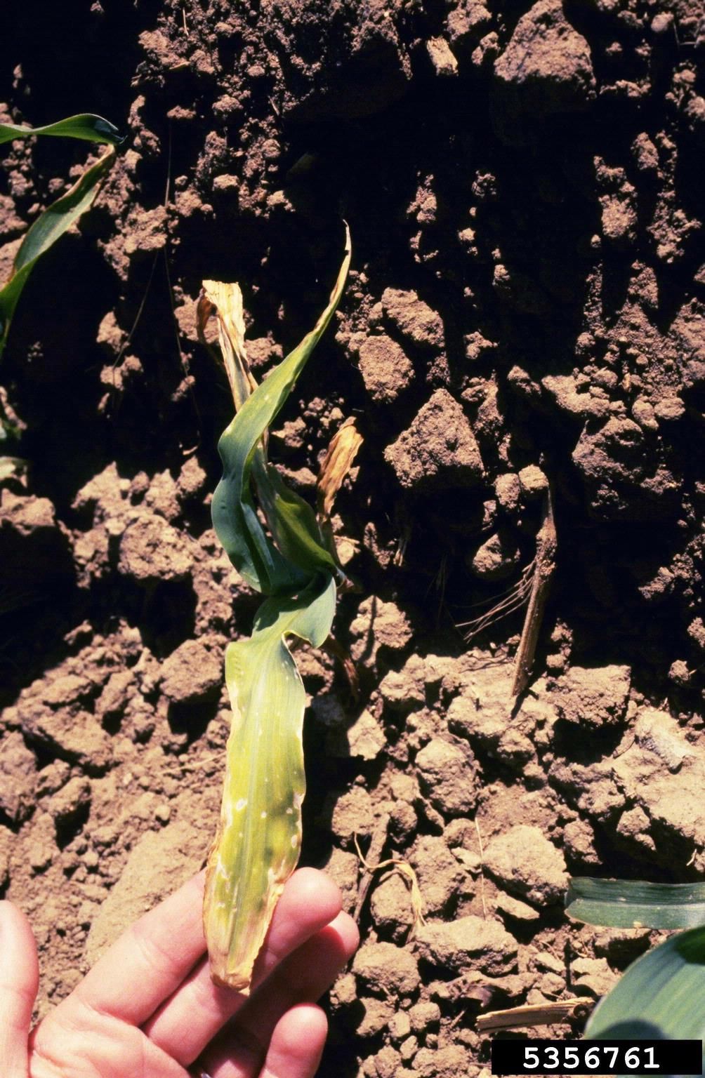 Sweet Corn Seed Rot Disease - Tips For Controlling Seed Rot In Sweet ...
