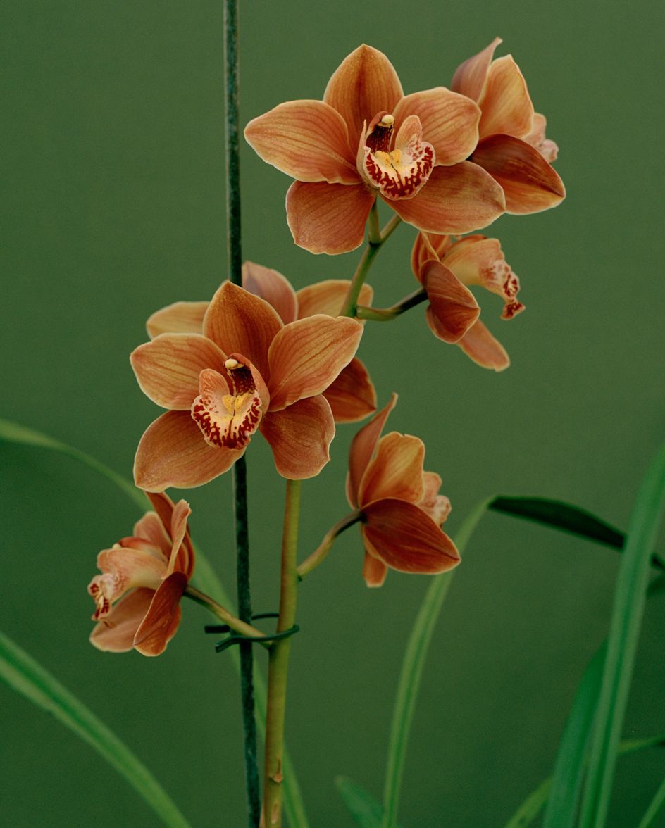 Kate Friend's orchid series is a breath of fresh air | Wallpaper