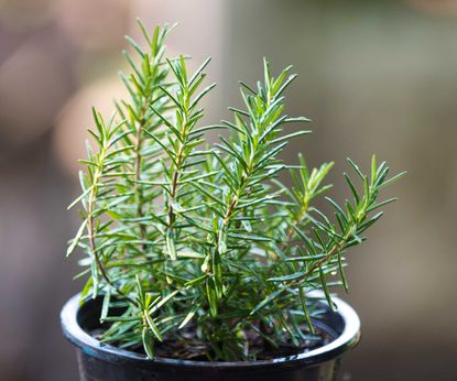How to grow rosemary indoors: expert tips for happy herbs | Homes and ...