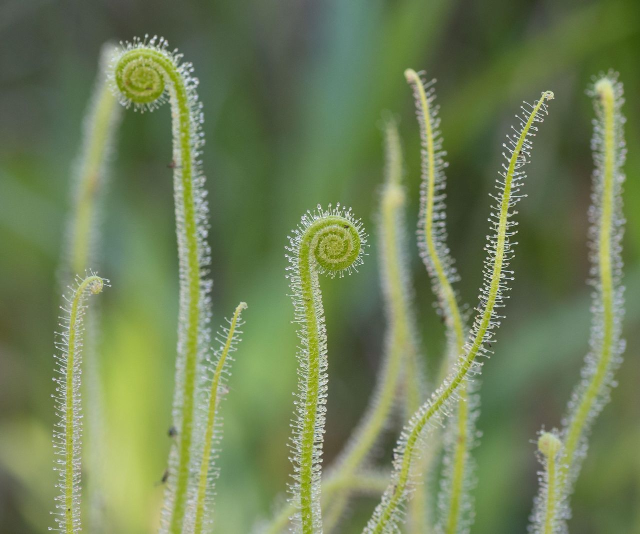 Spooky Plants: 12 plants that will thrill and scare | Homes and Gardens