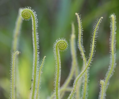 Spooky Plants: 12 plants that will thrill and scare | Homes and Gardens