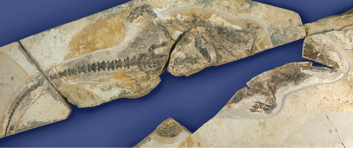 In Photos: Wacky Fossil Animals from Jurassic China | Live Science