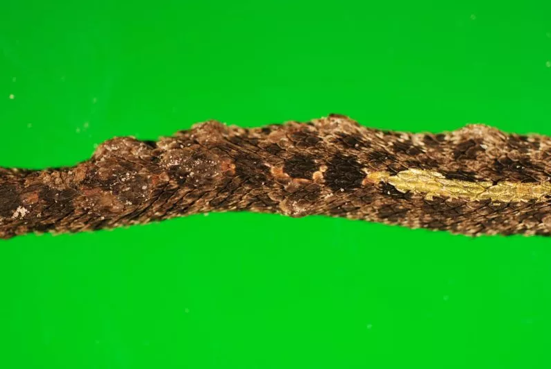 Photos: How a Fungal Disease is Disfiguring Snakes | Live Science