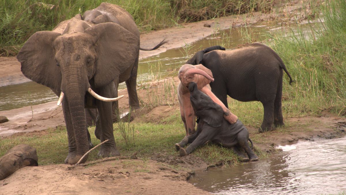 Watch a rare pink albino elephant baby playing by a waterhole in adorable footage | Live Science