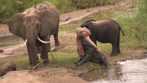 Watch a rare pink albino elephant baby playing by a waterhole in ...