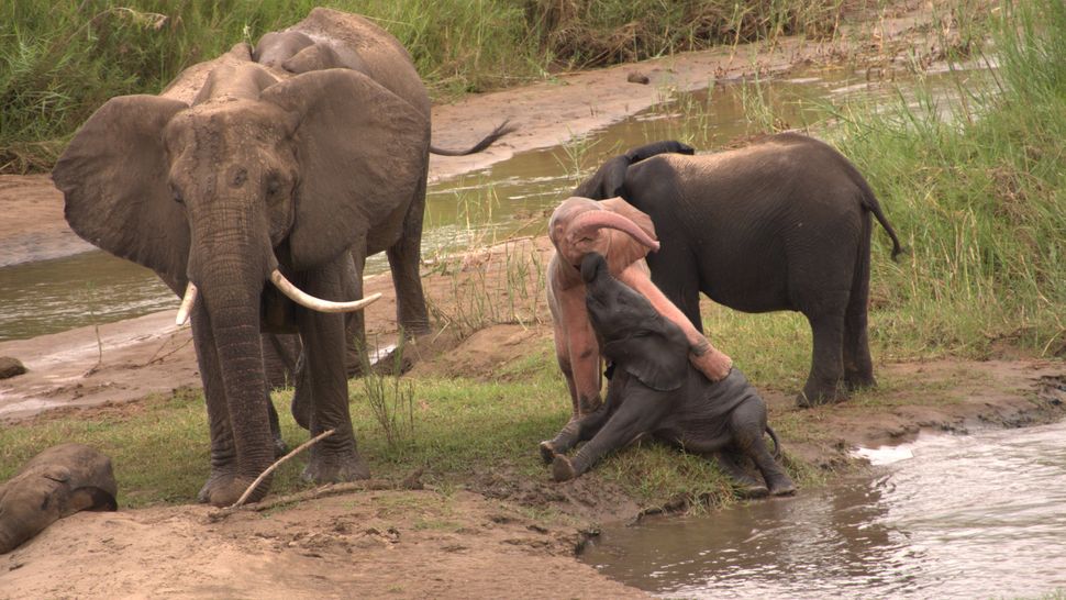 Watch a rare pink albino elephant baby playing by a waterhole in ...