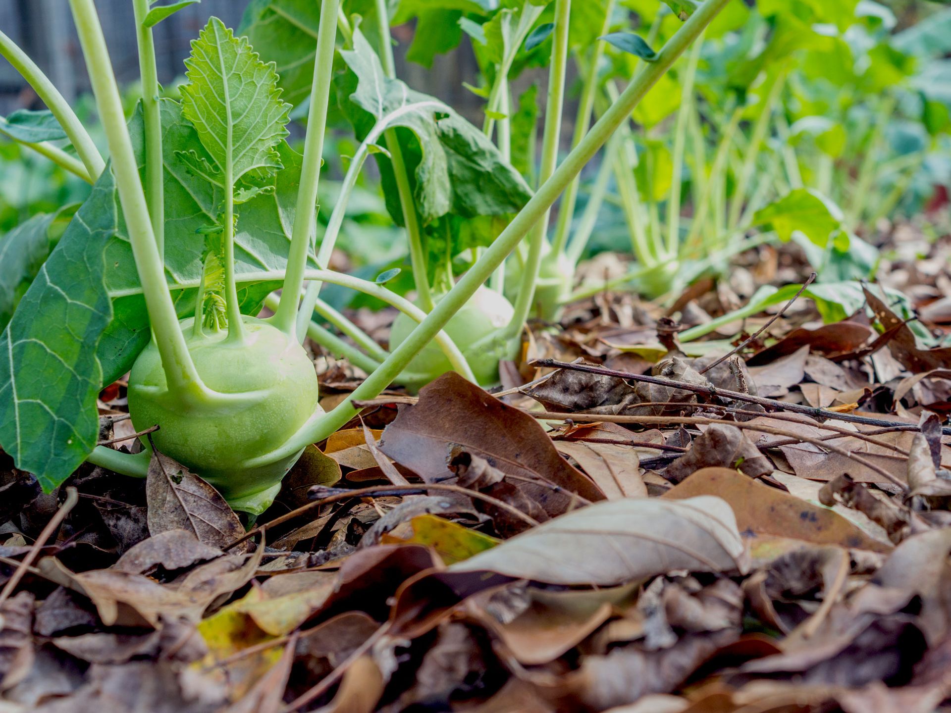 What to do with your vegetable beds in fall | Livingetc