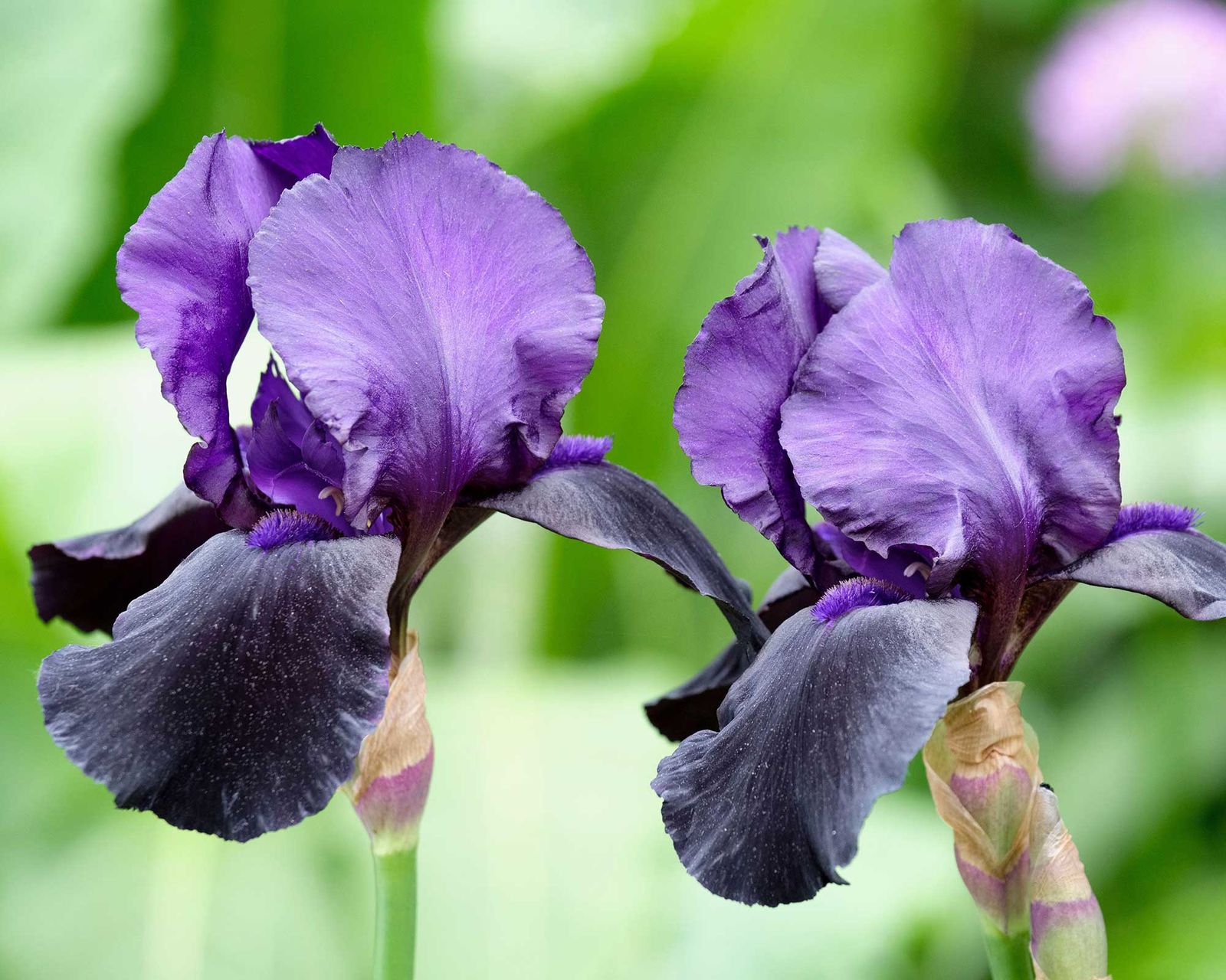 Bearded iris care and growing guide | Gardeningetc