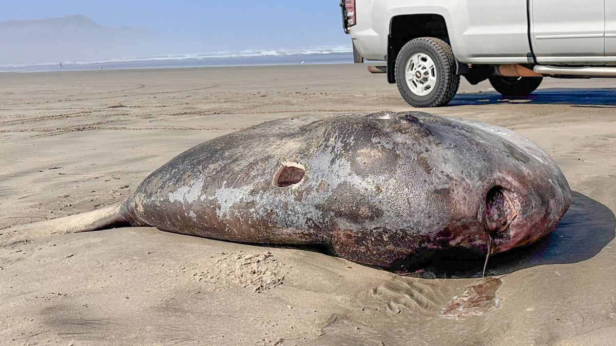 Gigantic sunfish that washed up on Oregon beach could be the largest of ...