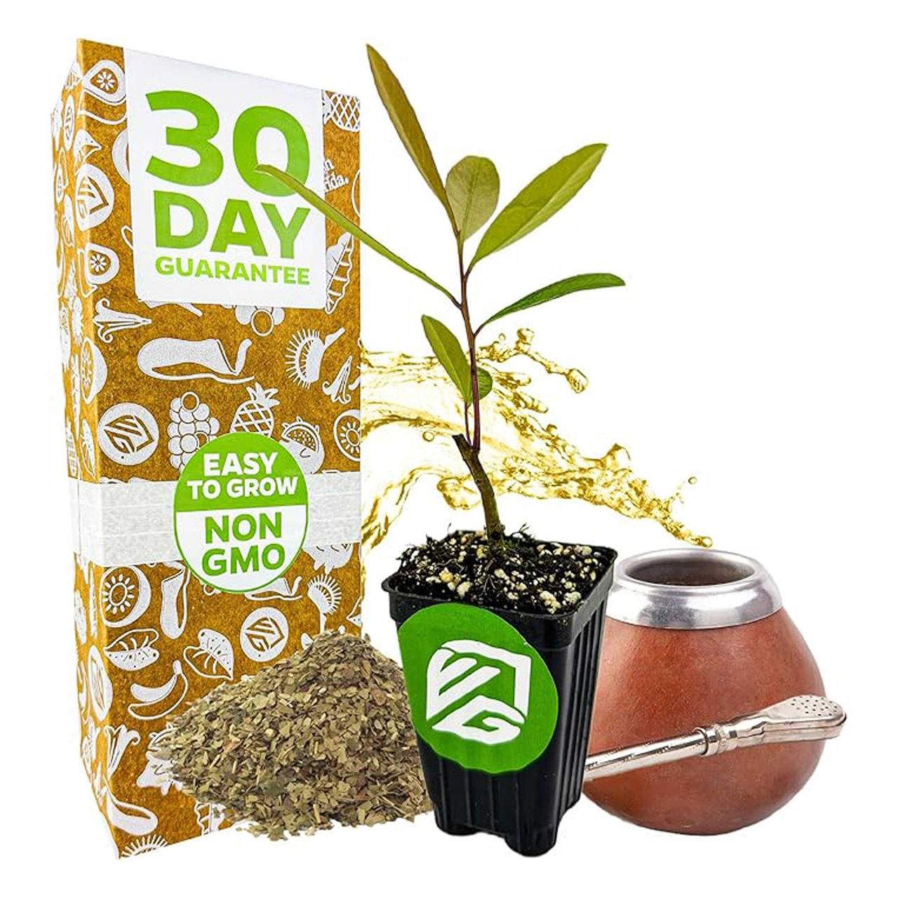 How to grow and care for yerba mate: professional advice | Homes and ...