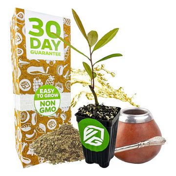 How to grow and care for yerba mate: professional advice | Homes and ...