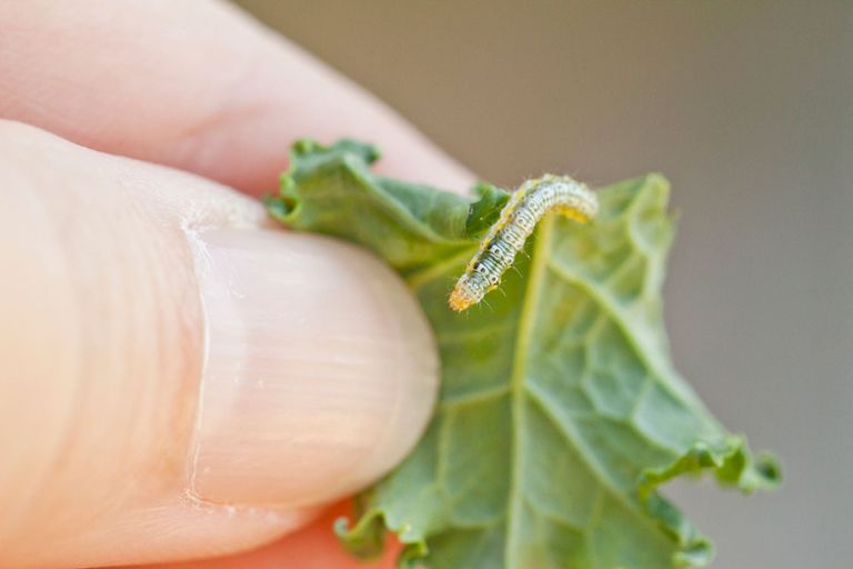 Tips For The Control Of Cabbage Moths And Cabbageworms | Gardening Know How