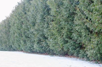 Best fast-growing hedges for added privacy in your backyard | Livingetc
