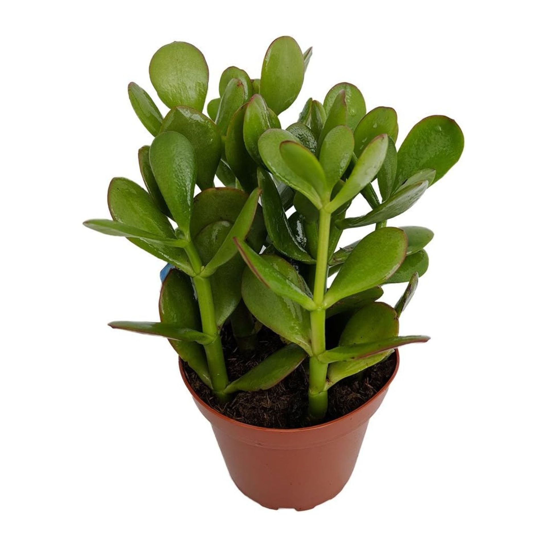 Where to place a jade plant, according to Feng Shui | Homes and Gardens
