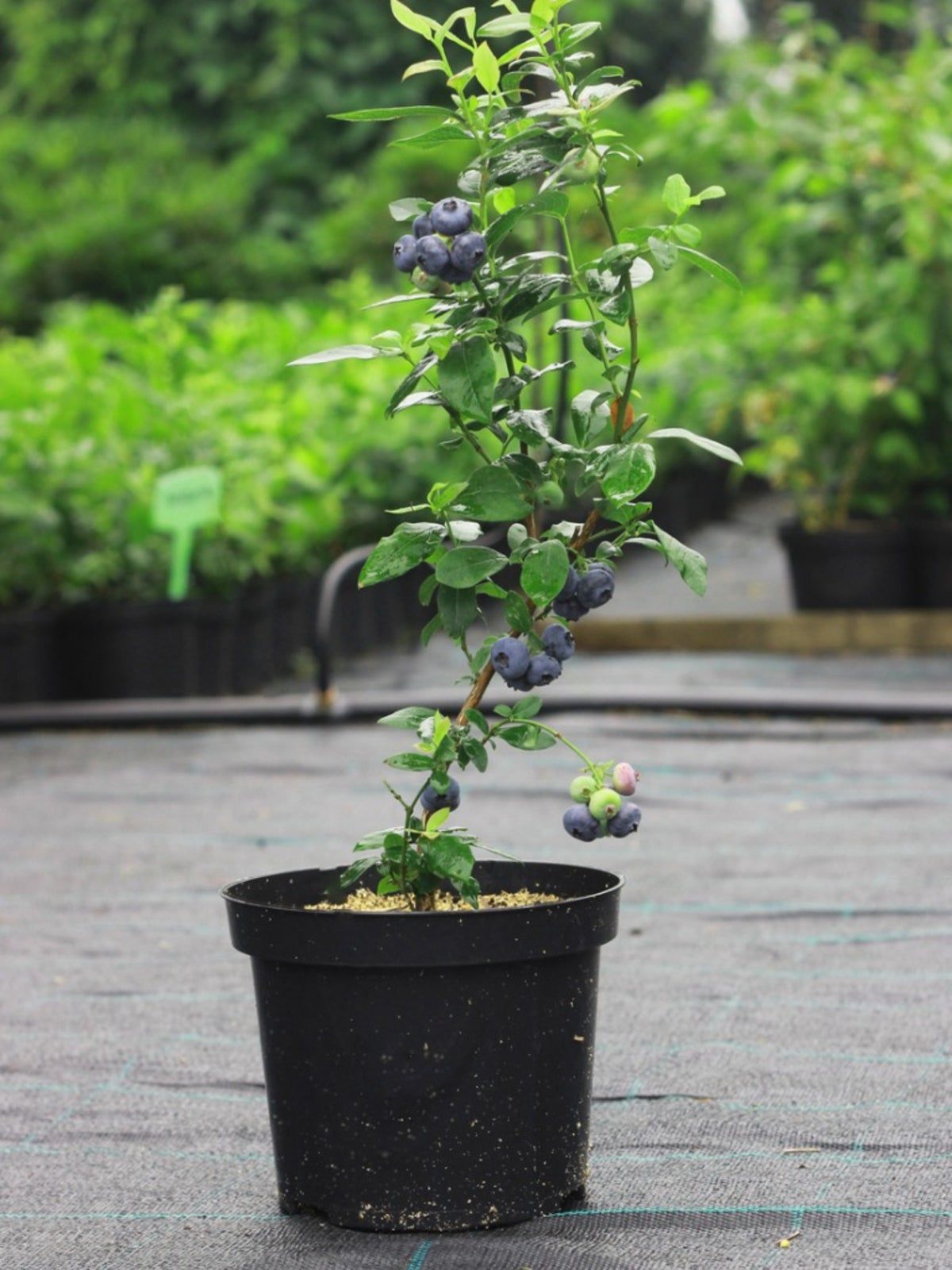Growing Blueberries In Containers: How To Grow Blueberry Bushes In ...