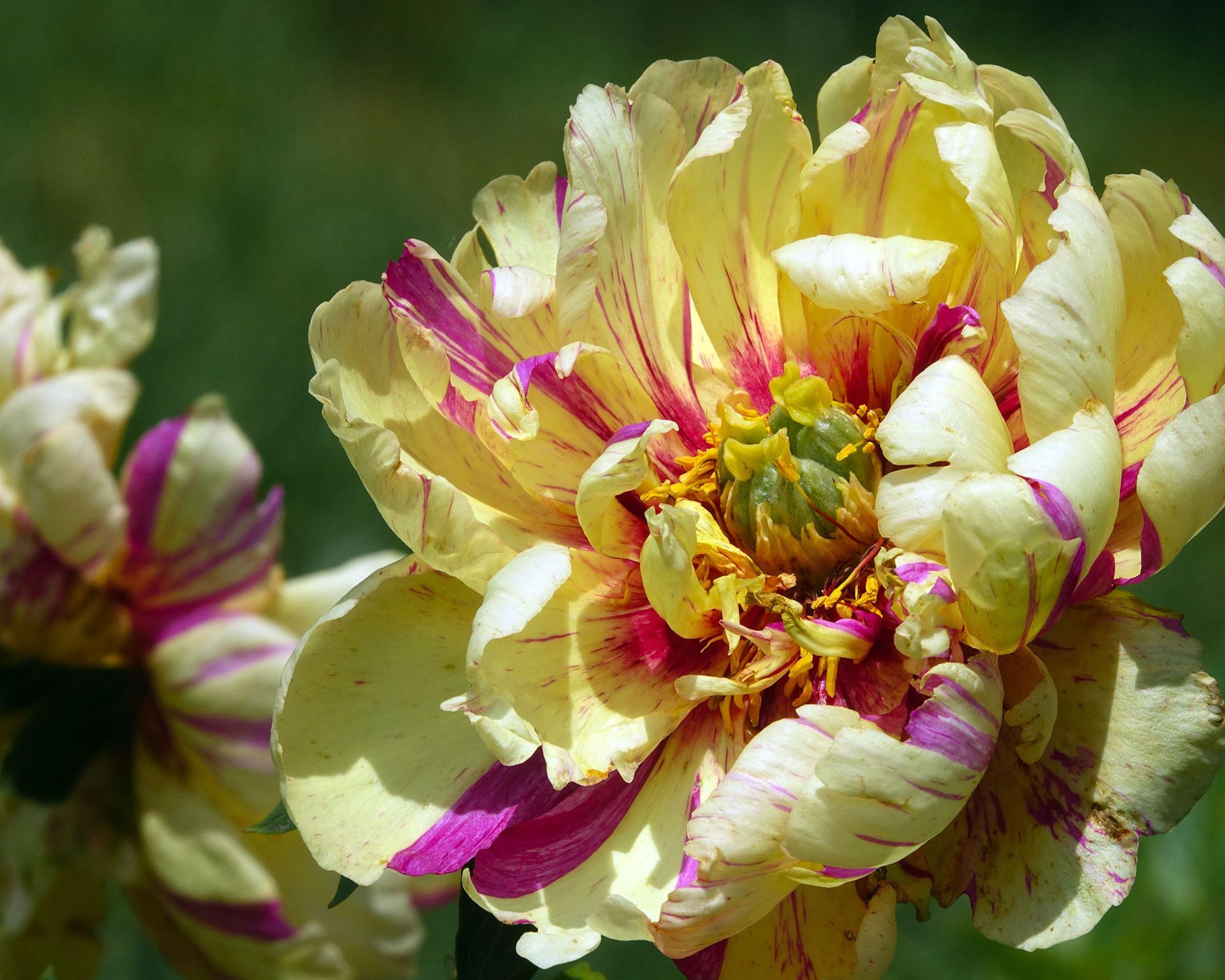 Peonies care - everything you need to know | Livingetc