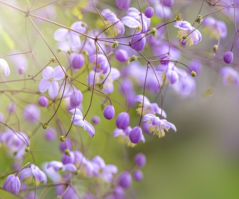 Best tall perennial flowers: natural screening and privacy | Homes and ...