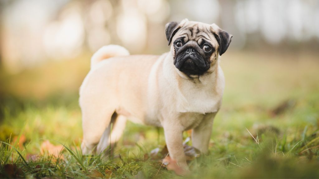 32 cutest dog breeds from around the world | PetsRadar