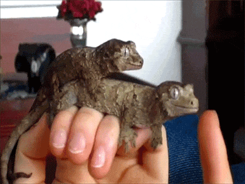 Funny Animal Gifs - Funny Gifs | Marie Claire