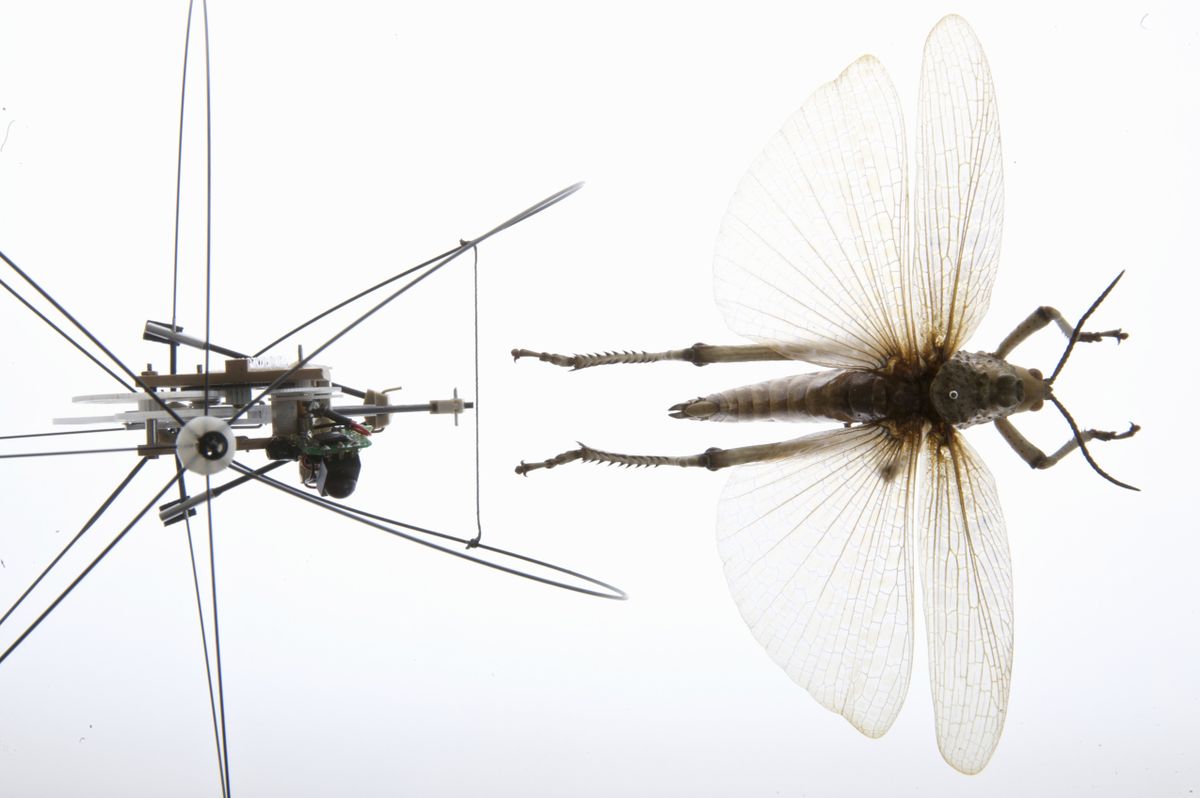 Behold the innovative power of biomimetics | The Week