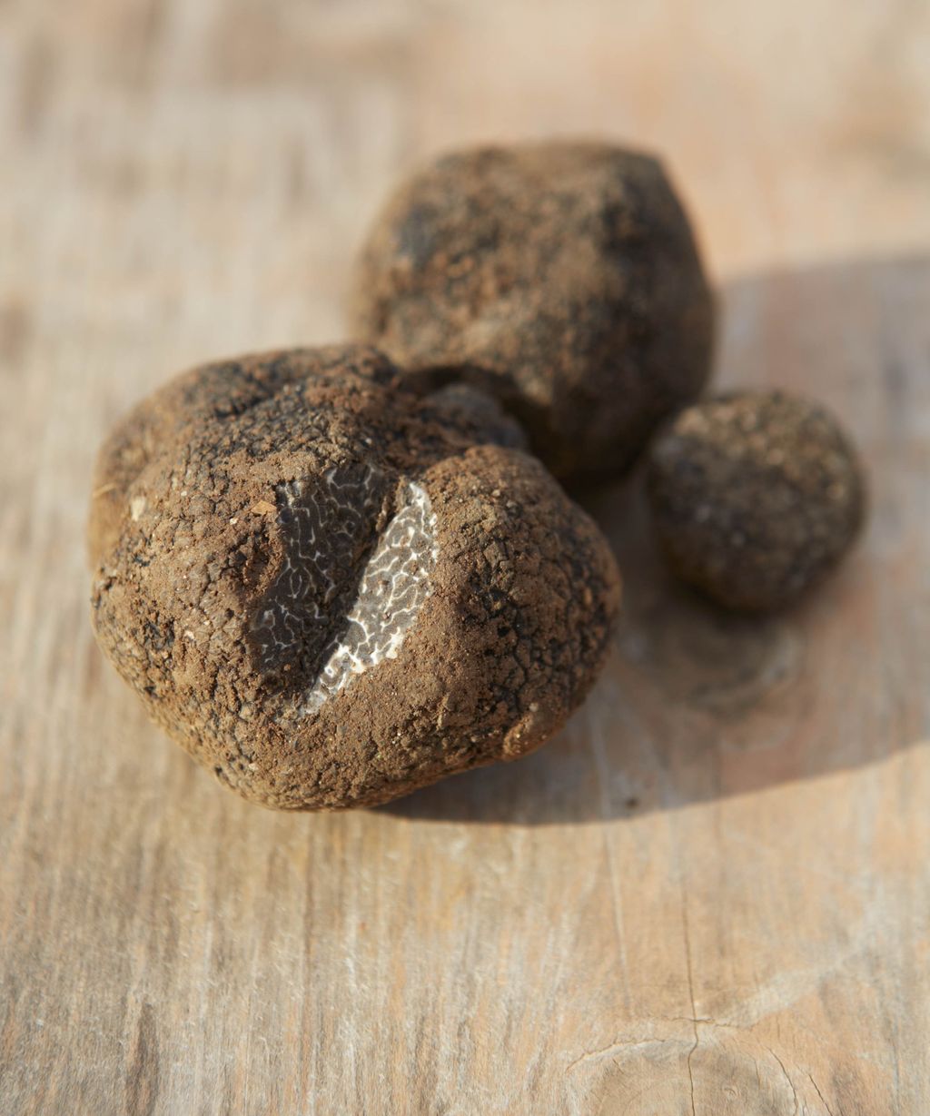 How to grow truffles: an expert reveals how to do it | Homes and Gardens
