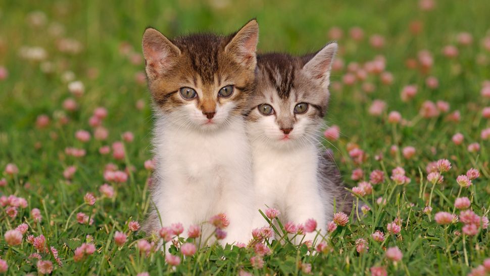 32 facts about kittens | PetsRadar